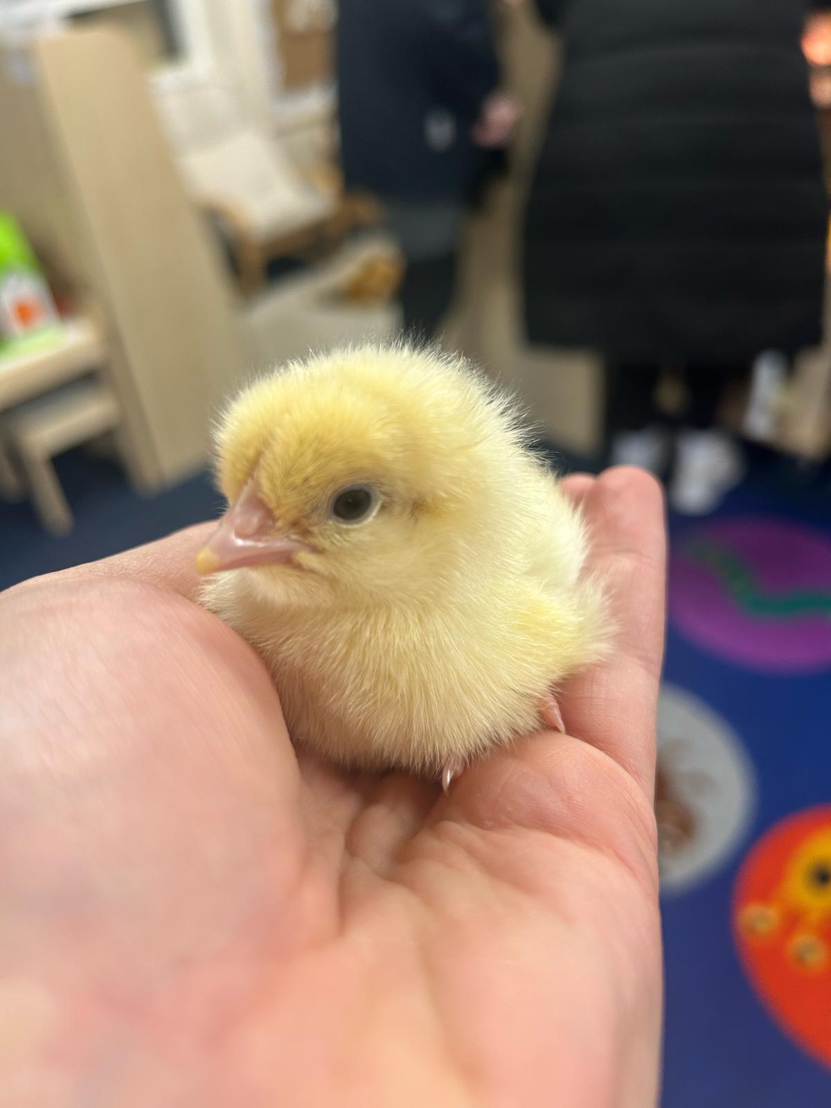 Chick hatching at St Leonard’s Catholic Primary School